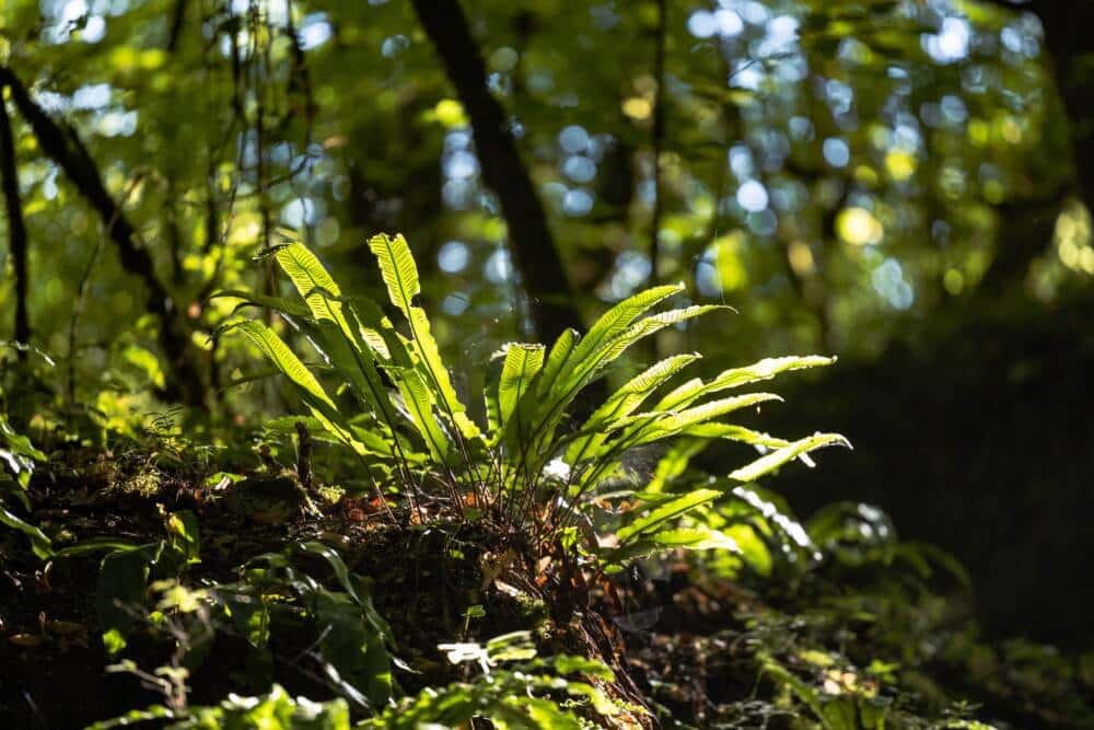 Natural environments | PNR Périgord-Limousin